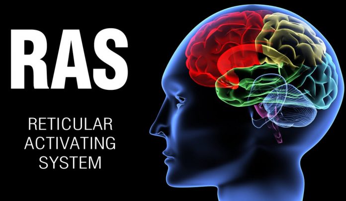 Understand And Support The Reticular Activating System
